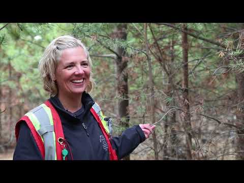 Foresters Part 1: Forestry is an Art