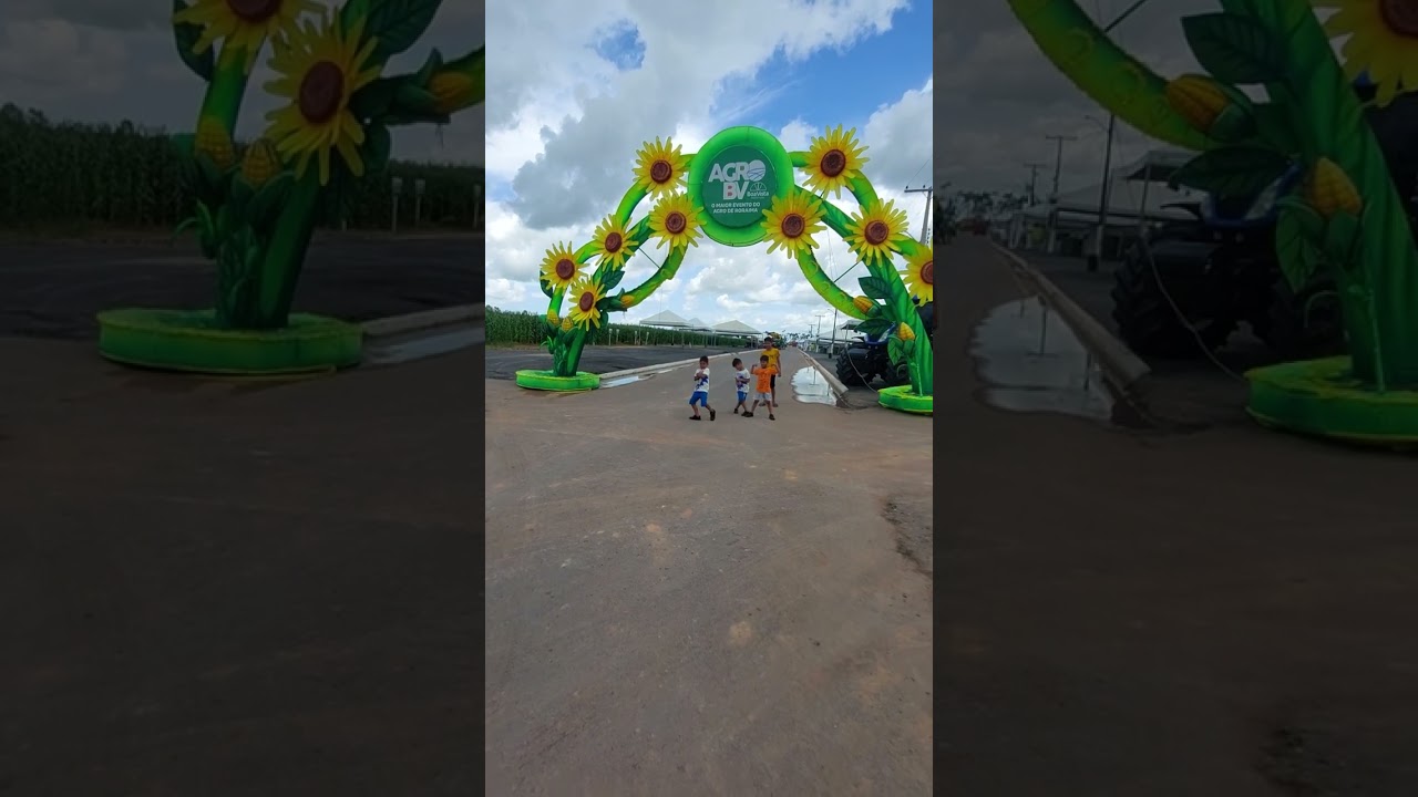 GIRASSÓIS EM BOA VISTA-RR #trigêmeos #calebe #girassois