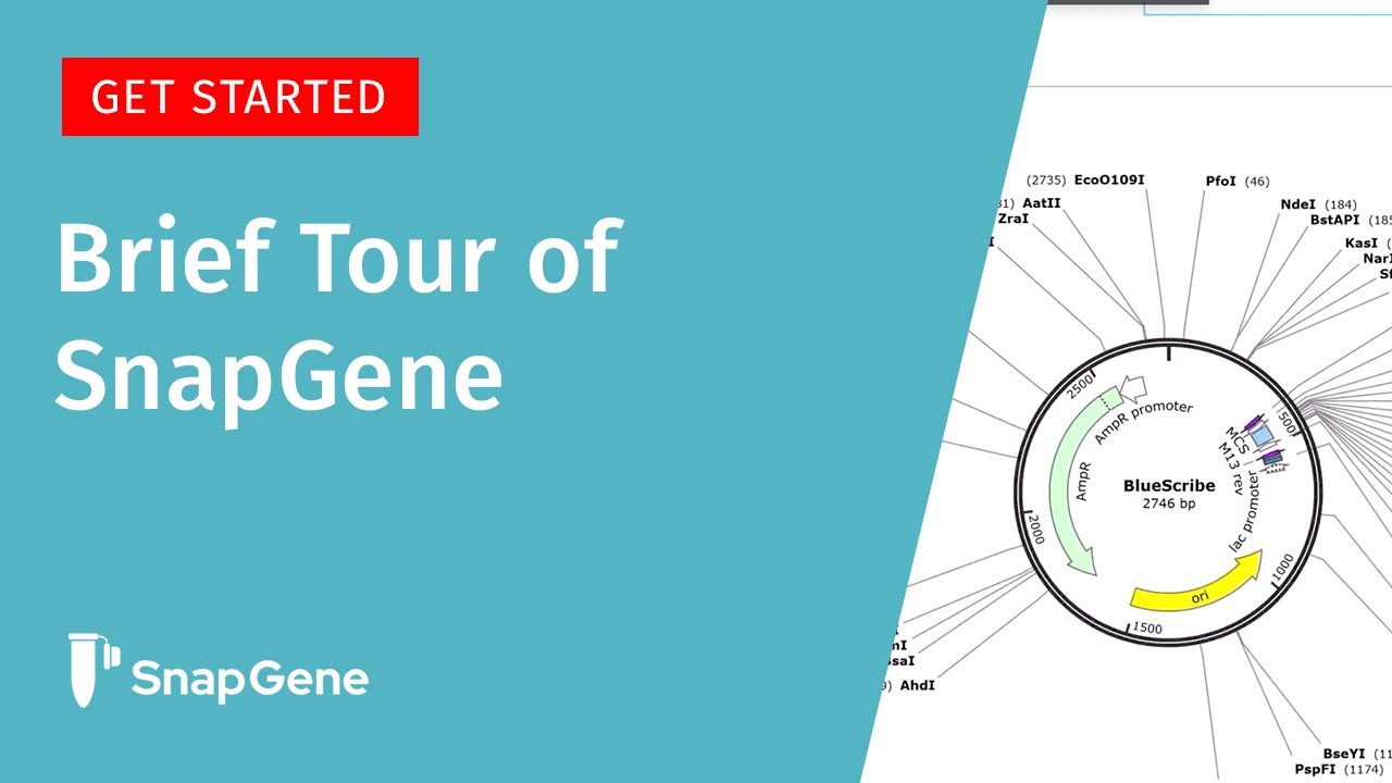 Getting Started: Brief Tour of SnapGene