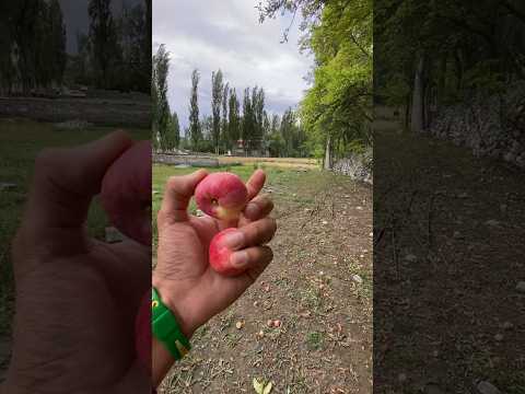 Fresh apple🍎 Kis kis ne khane hai🙂🤤? #gilgitbaltistan #northern #kamranvlogs #fresh #apple