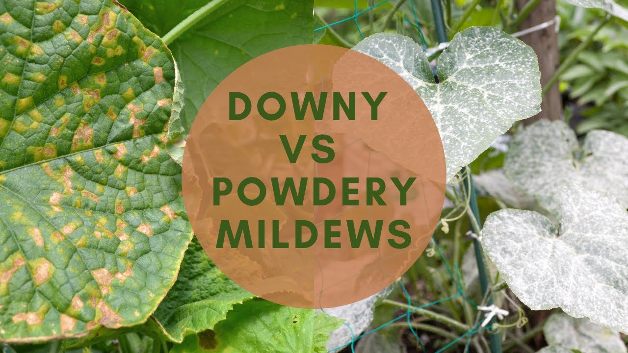 Downy VS. Powdery Mildew: Which One's Killing Your Plants?