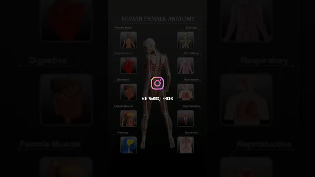 Central Image: Human Female BodyThis is a posterior (back) view of a female anatomical model.