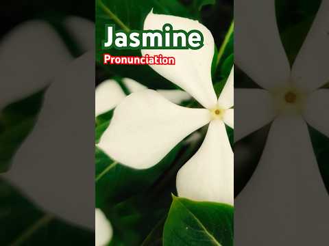 🪷 Jasmine Pronunciation 🪷 How to Pronounce Jasmine? What is Jasmine? #jasmine #jasmines #flowers