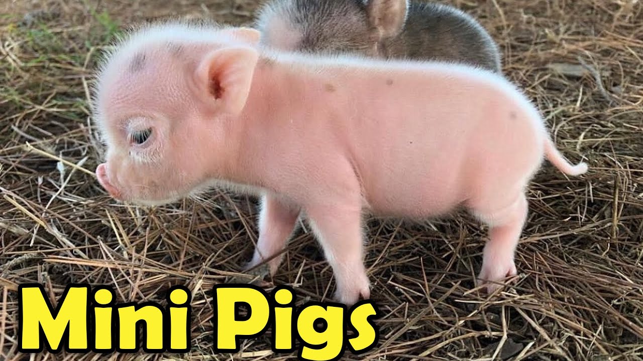 Cute Mini Pigs as Pets - 9 Cutest Facts about Teacup pigs for Kids!