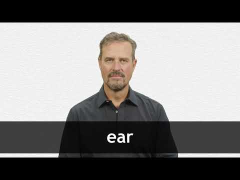 EAR definition and meaning | Collins English Dictionary