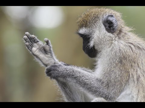Opposable Thumbs