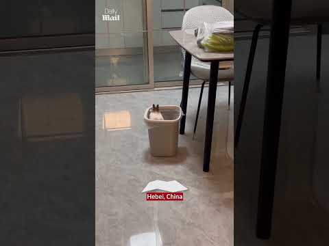Bunny jumps into trash bin