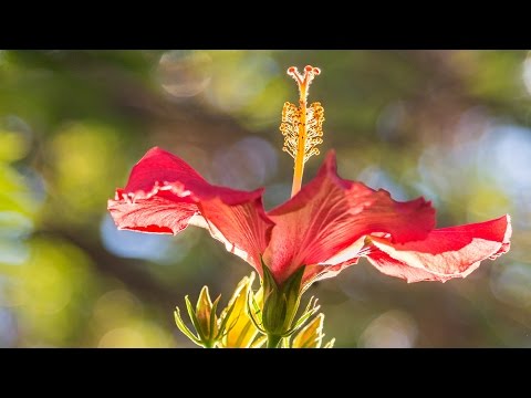 What is the Divine Feminine?