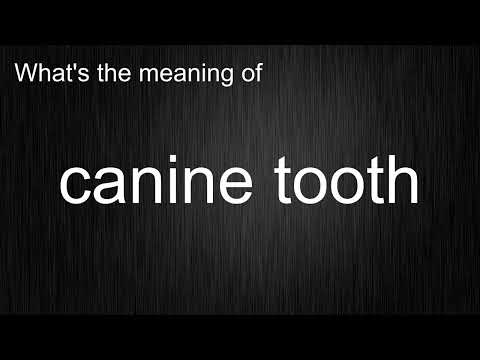 What's the meaning of "canine tooth", How to pronounce canine tooth?