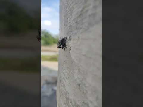 FliesĀ areĀ insectsĀ of theĀ orderĀ Diptera