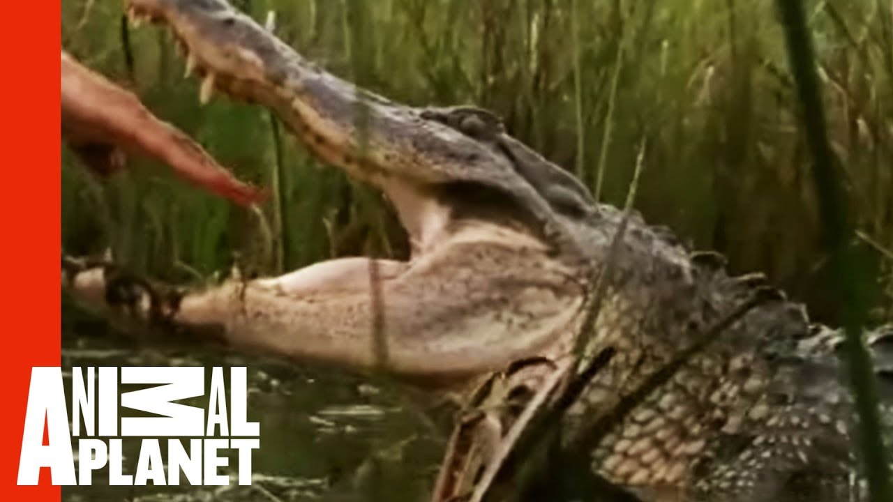 A Gator Bite to the Head is No Joke | Gator Boys
