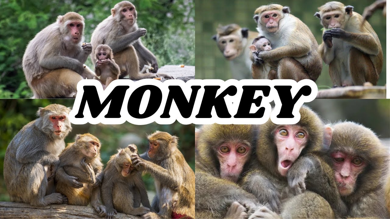 Monkey for Children | Monkey for Kids | Types, Habitat, Diet, & Facts | All About Animal Monkey