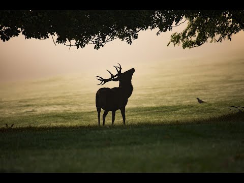 What the rut?!