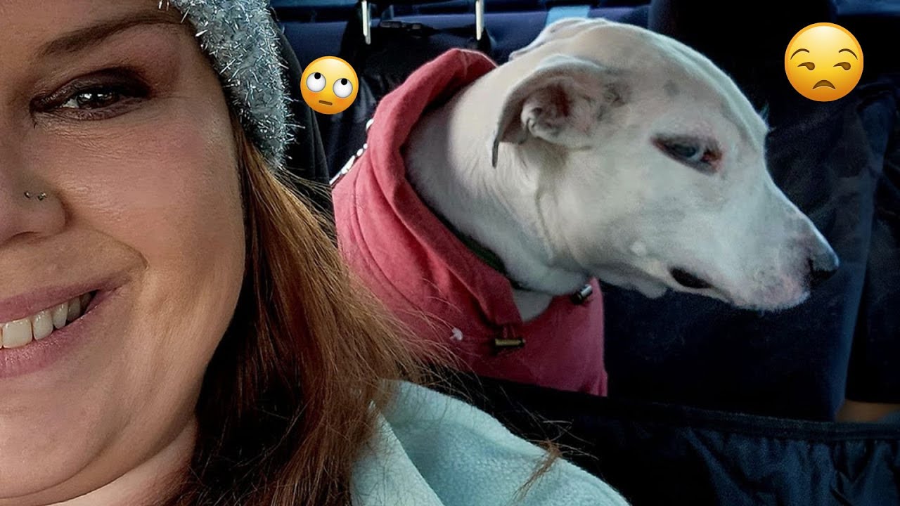 I Asked for a Dog… But Got a Full-Time Comedian Instead 😂🐶 Funniest Dog Moments Ever