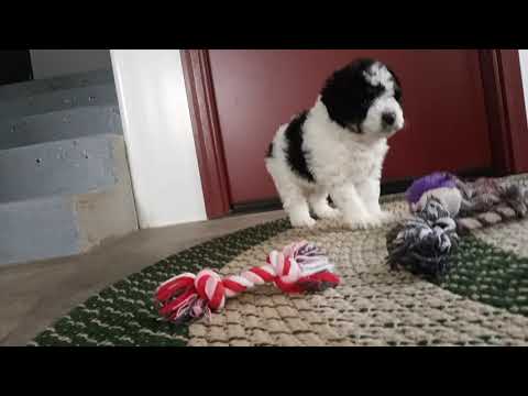 Norton the Mini Aussie-Doodle puppy