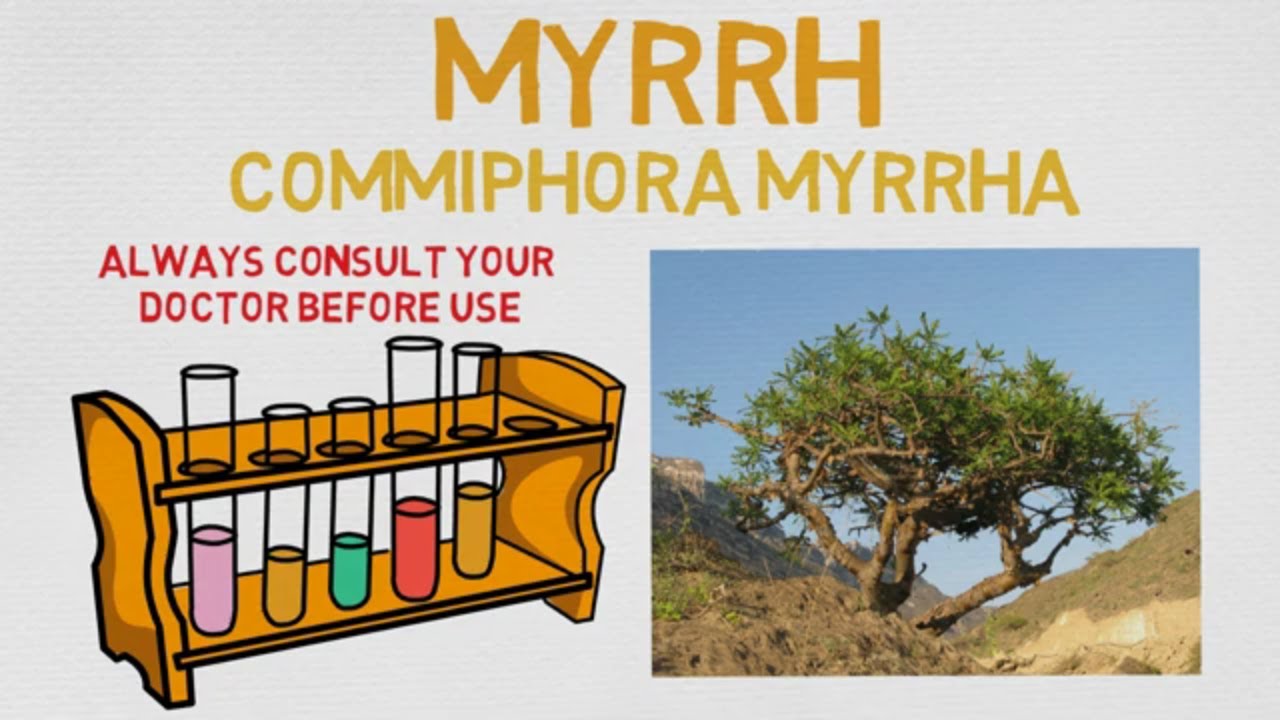 Essential Oil Breakdown: Myrrh Oil! Benefits, Uses, and History (Aromatherapy)