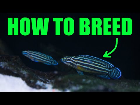 Julidochromis regani - An In-depth Species Profile