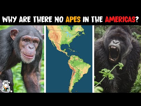 Why Are There No Apes in the Americas?