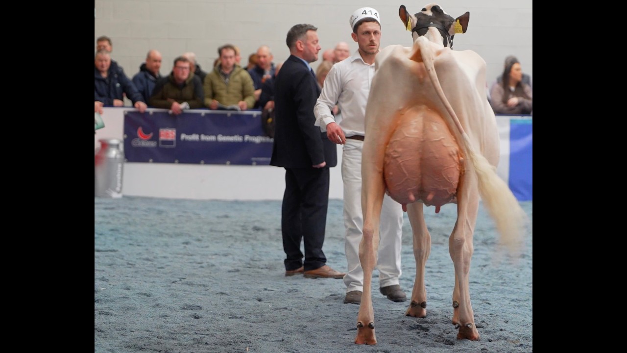 Senior 2 yr old  Wiltor Cosmopolitan VG86.Calved at 1yr 9M -gave 10,000kg Calved again in 11 month