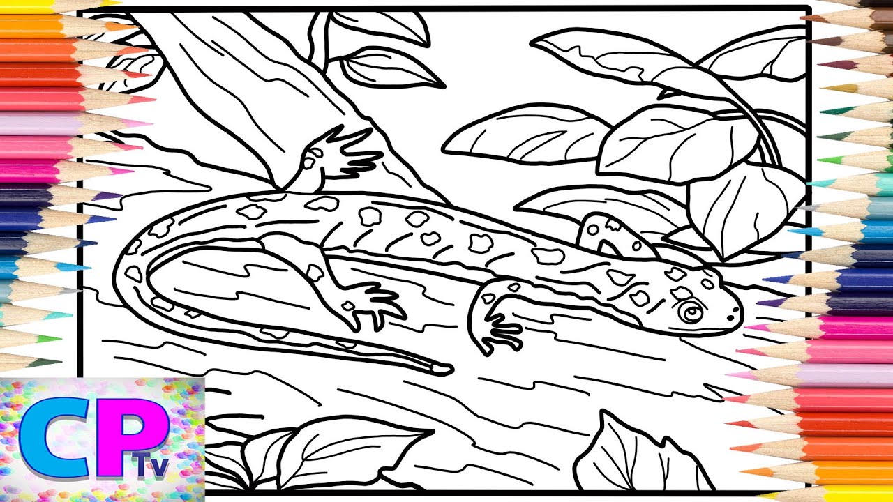 Salamander Coloring Pages/Coloring of Reptiles/Syn Cole - Gizmo | NCS - Copyright Free Music