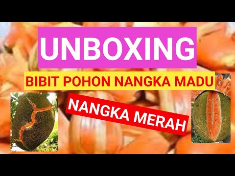 UNBOXING BIBIT POHON NANGKA MADU MERAH