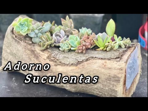 Succulents on another wooden log 🪵