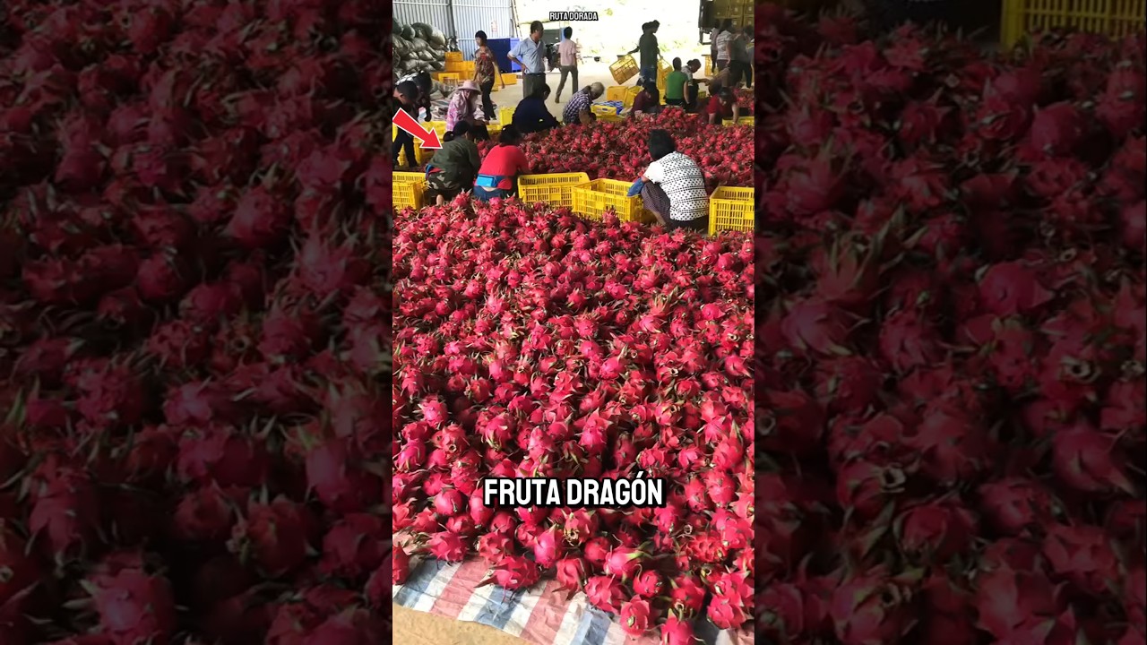 The secret technique that multiplies the pitahaya harvest!