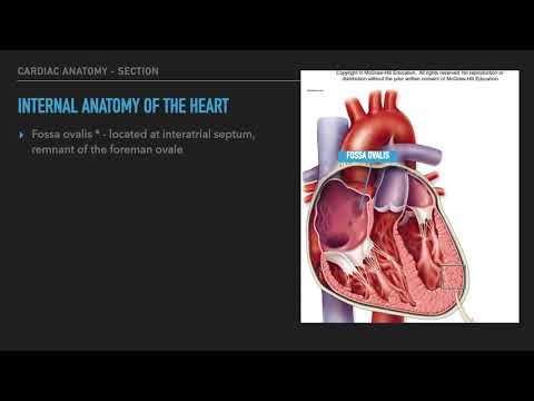 Cardiac Anatomy