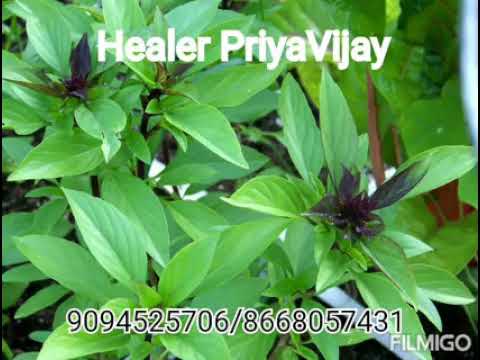 Sweet Basil Benefits ( Internal) in English