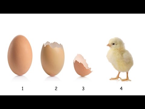 American Sign Language ASL Video Dictionary - hatch