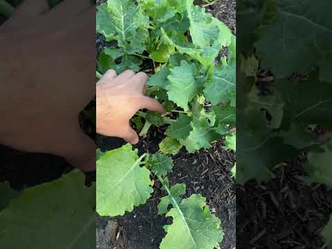 Harvest Kale And Keep It Growing! #gardeningtips #kale