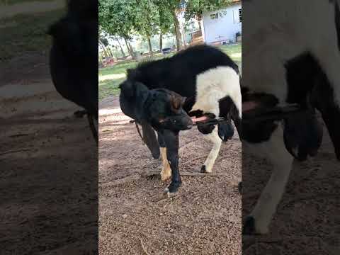 Big mating