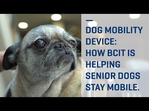Dog Mobility Device: How BCIT is helping senior dogs stay mobile