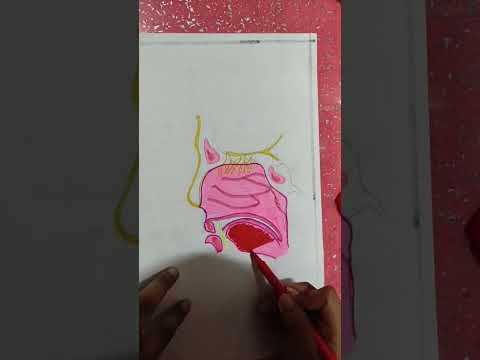 Internal Nasal digram✍️#anatomy