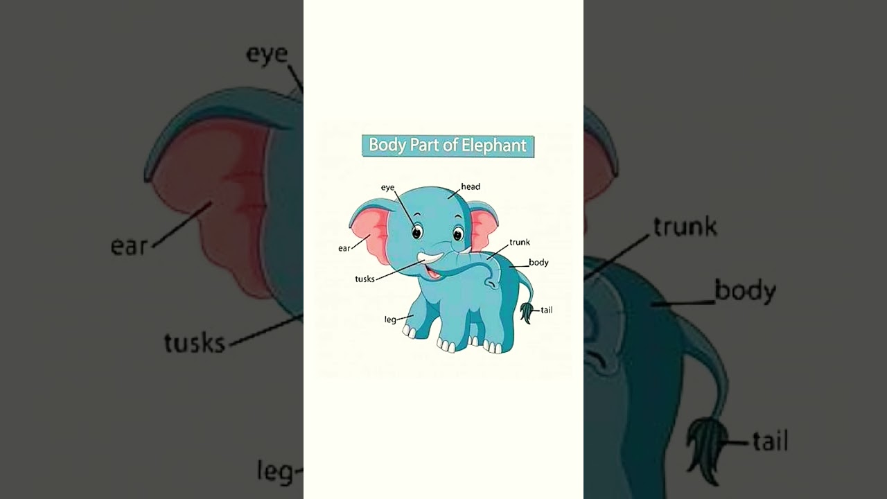 Body Parts of Elephant 🐘