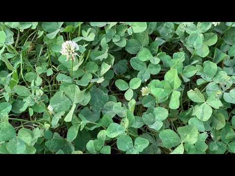 Clover identification and uses