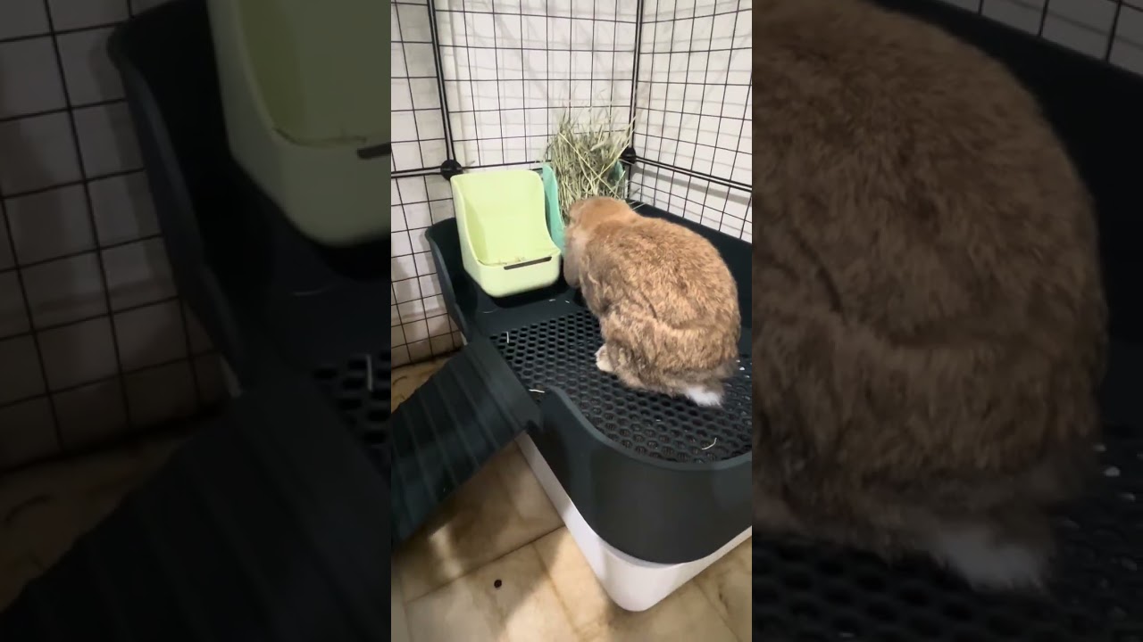 Will They Love It? 🐰💚 Bunny’s First Reaction to the Lavieloo Litterbox!