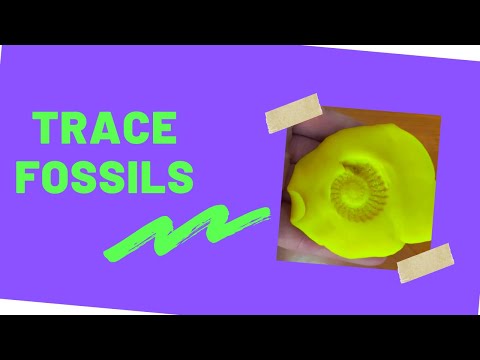 Trace Fossils