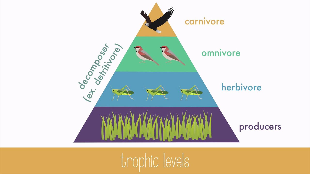 Energy Transfer in Trophic Levels