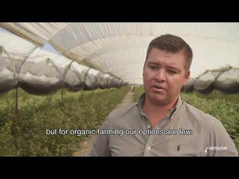 Blueberries Mexico: Growing organic in soilless conditions I Netafim