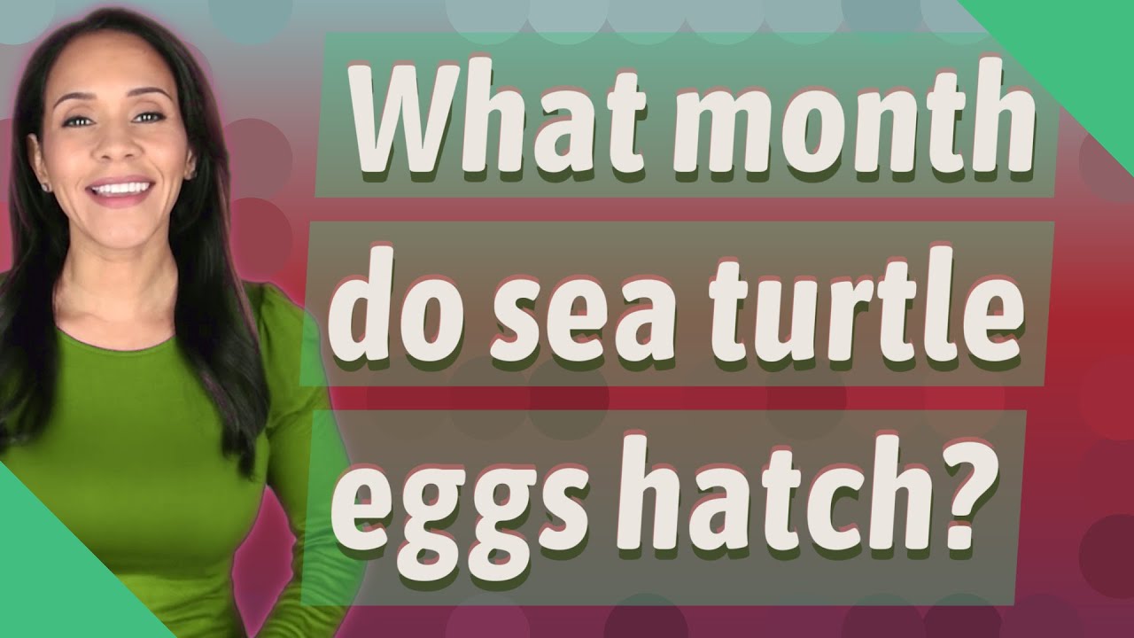 What month do sea turtle eggs hatch?