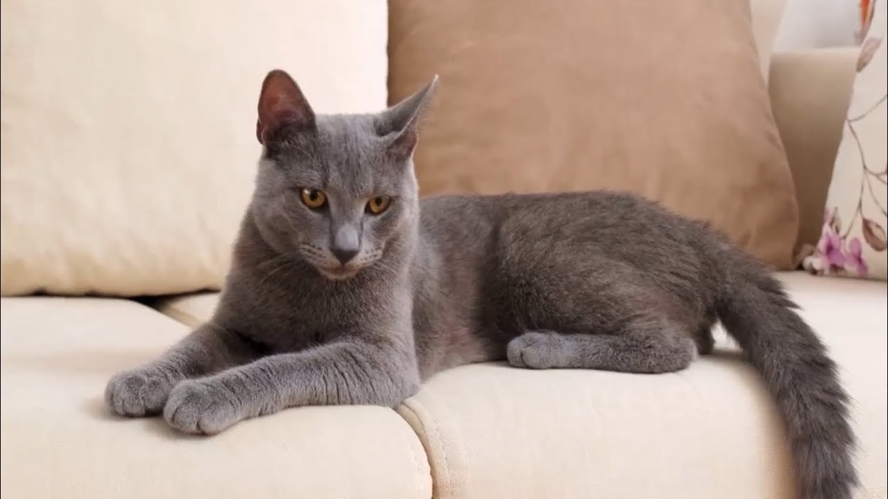 Russian Blue Cats: The Elegant and Enigmatic Feline Companions
