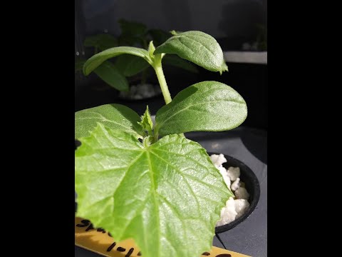Kratky Method Hydroponics Experiment Video #5 Update | Resolute Health