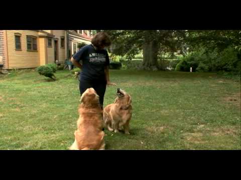 Golden Retriever