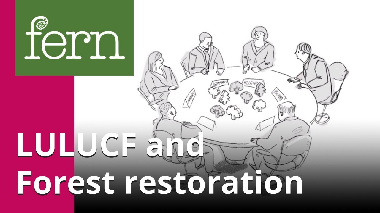 LULUCF: why European forests matter for the climate?