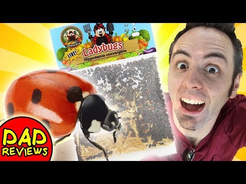 LIVE LADYBUGS FOR SALE | 1500 Live Ladybugs - Good Bugs Unboxing & Review