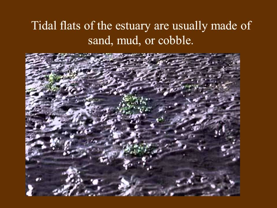 Oceanography: Estuaries Lecture