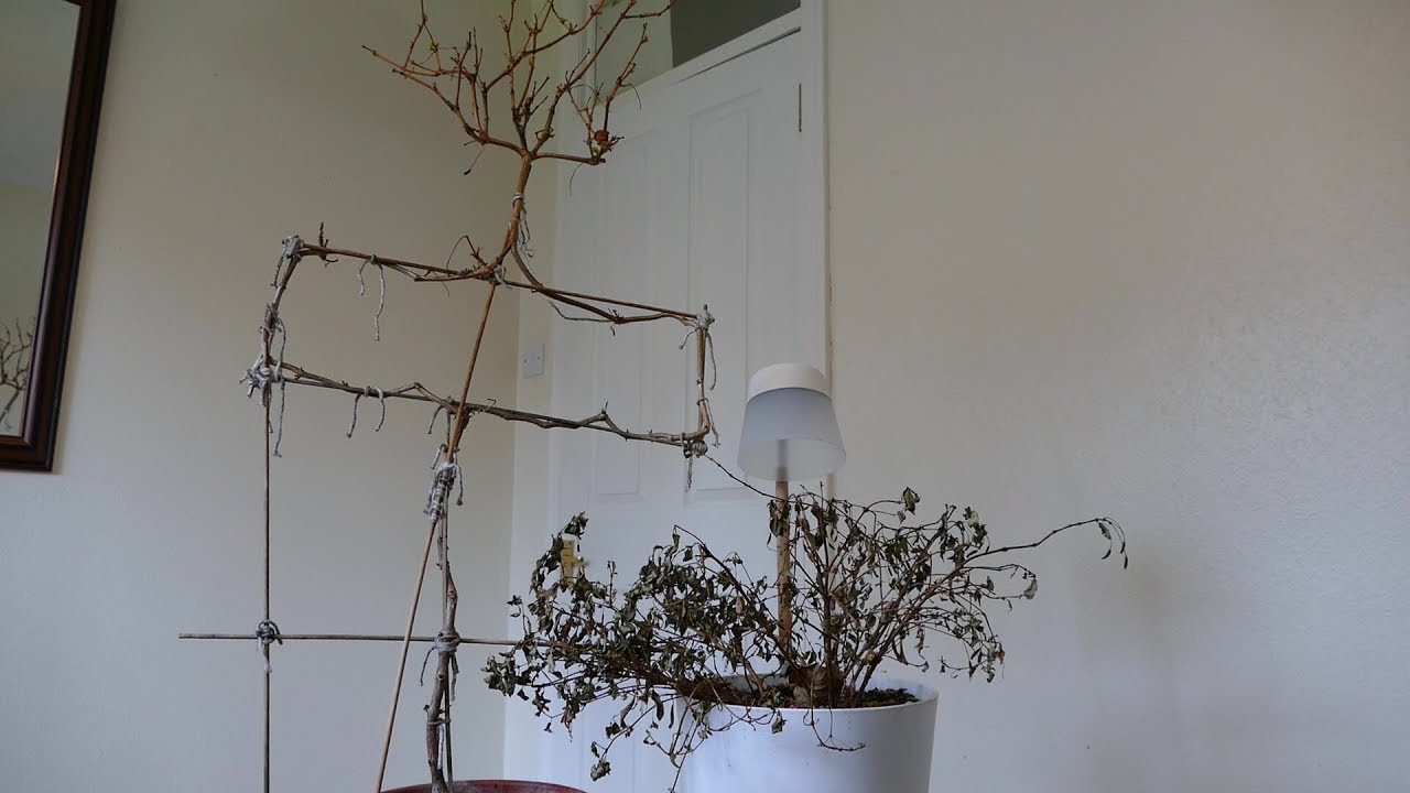 Pruning My Fuchsia Plants Ready For Spring