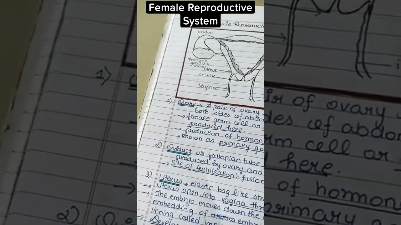 📝NOTES-FEMALE REPRODUCTIVE SYSTEM 🦋