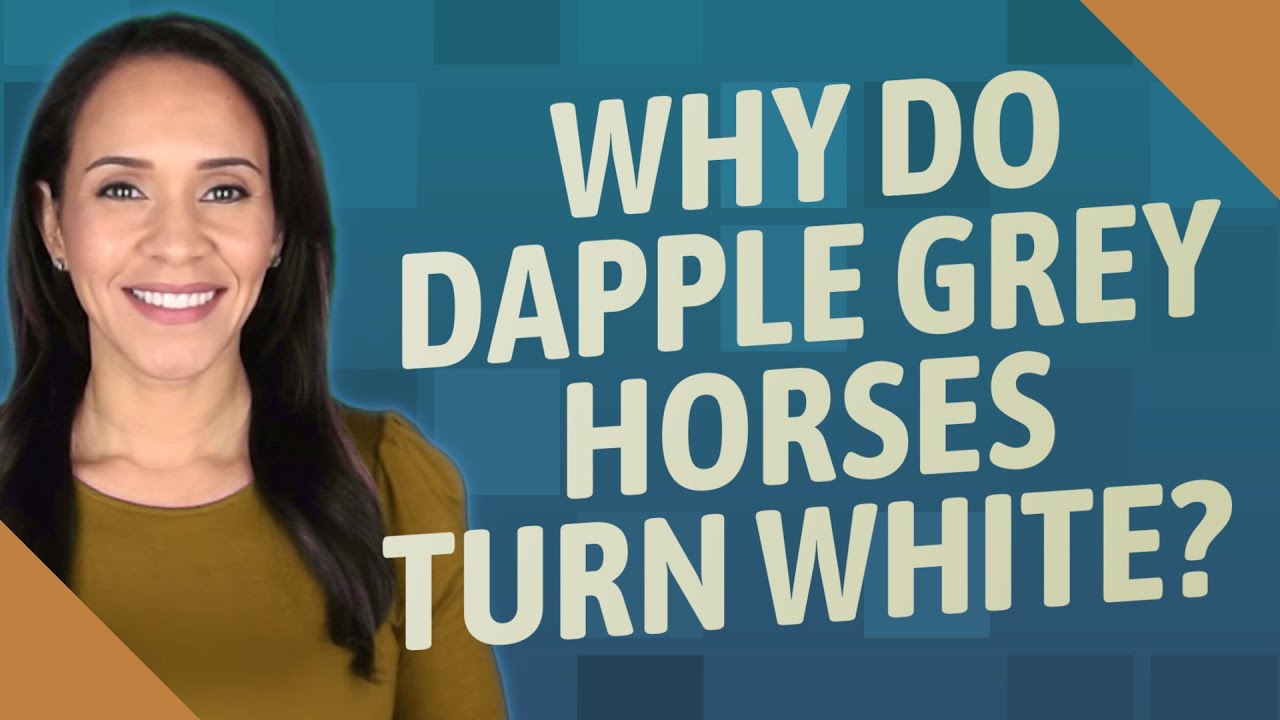 Why do dapple GREY horses turn white?